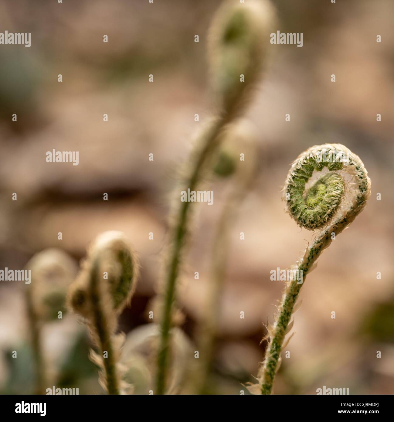 Fiddle head ferns hi-res stock photography and images - Alamy