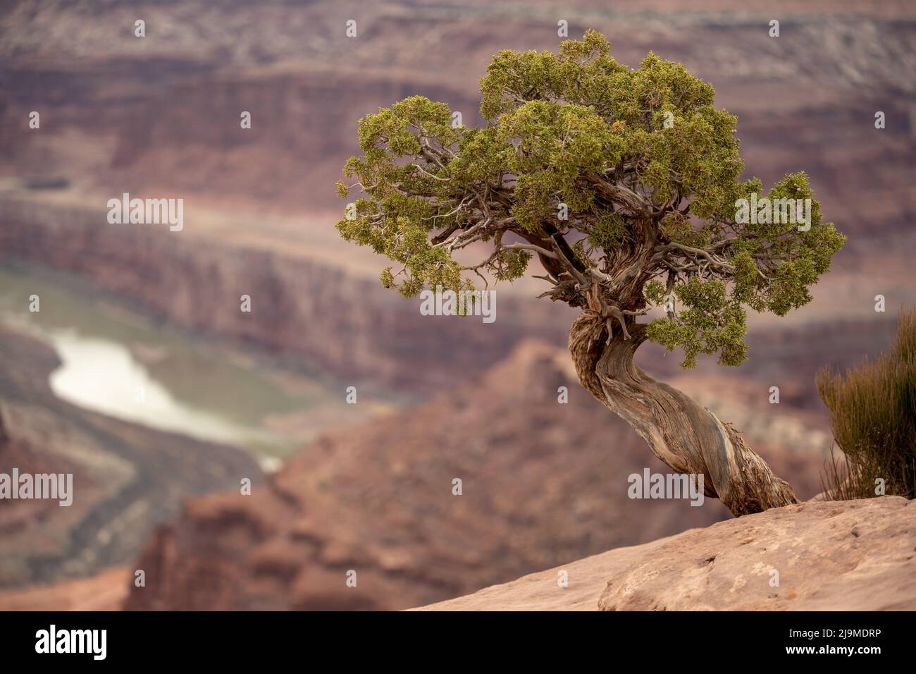 Small Juniper Tree Standing Tall Over The Colorado River from Dead ...