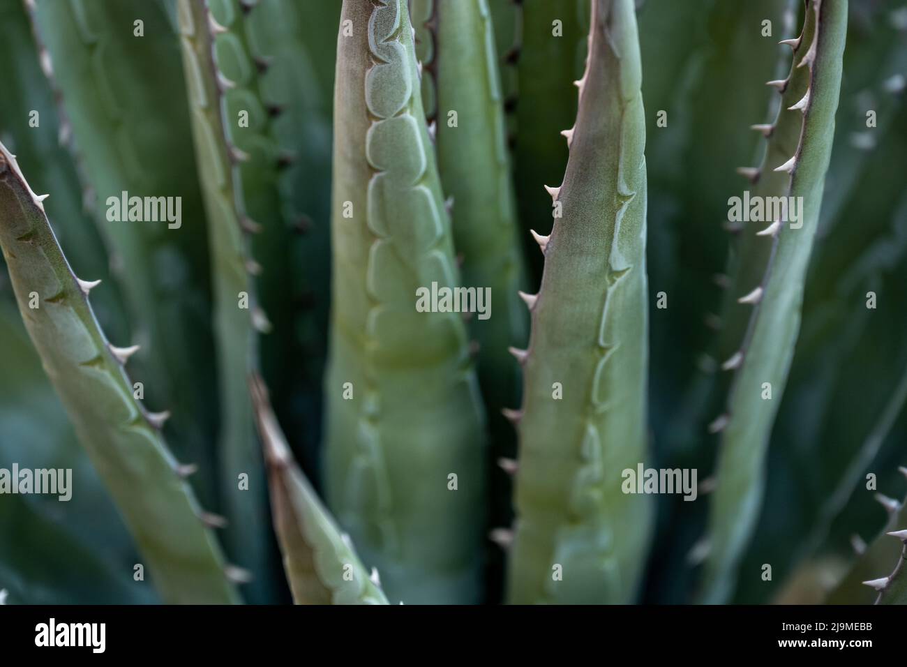 Spikes of Yucca Plant Close Up along trail inside the Grand Canyon ...