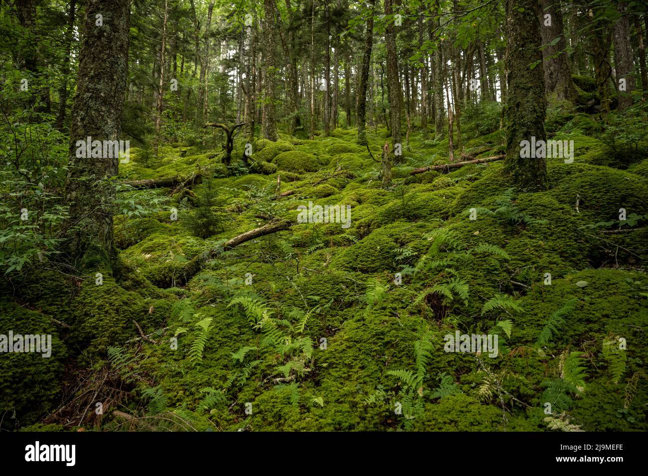 Steep Hillside Covered In Ferns And A Blanket of Moss Stock Photo - Alamy