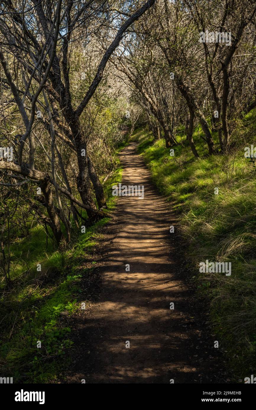 Straight Trail Through Thick Forest and Shadows in Pinnacles National ...