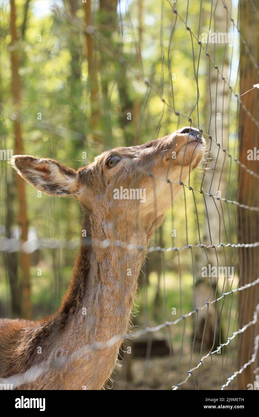 Portrait of a fallow deer dama dama eyes hi-res stock photography and ...