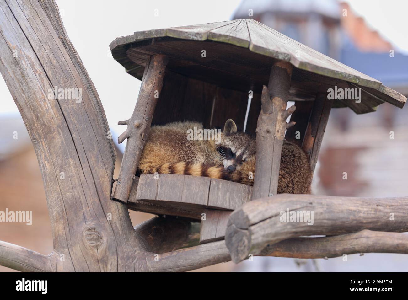 Raccoons sleep in a zoo house on a summer day Stock Photo - Alamy