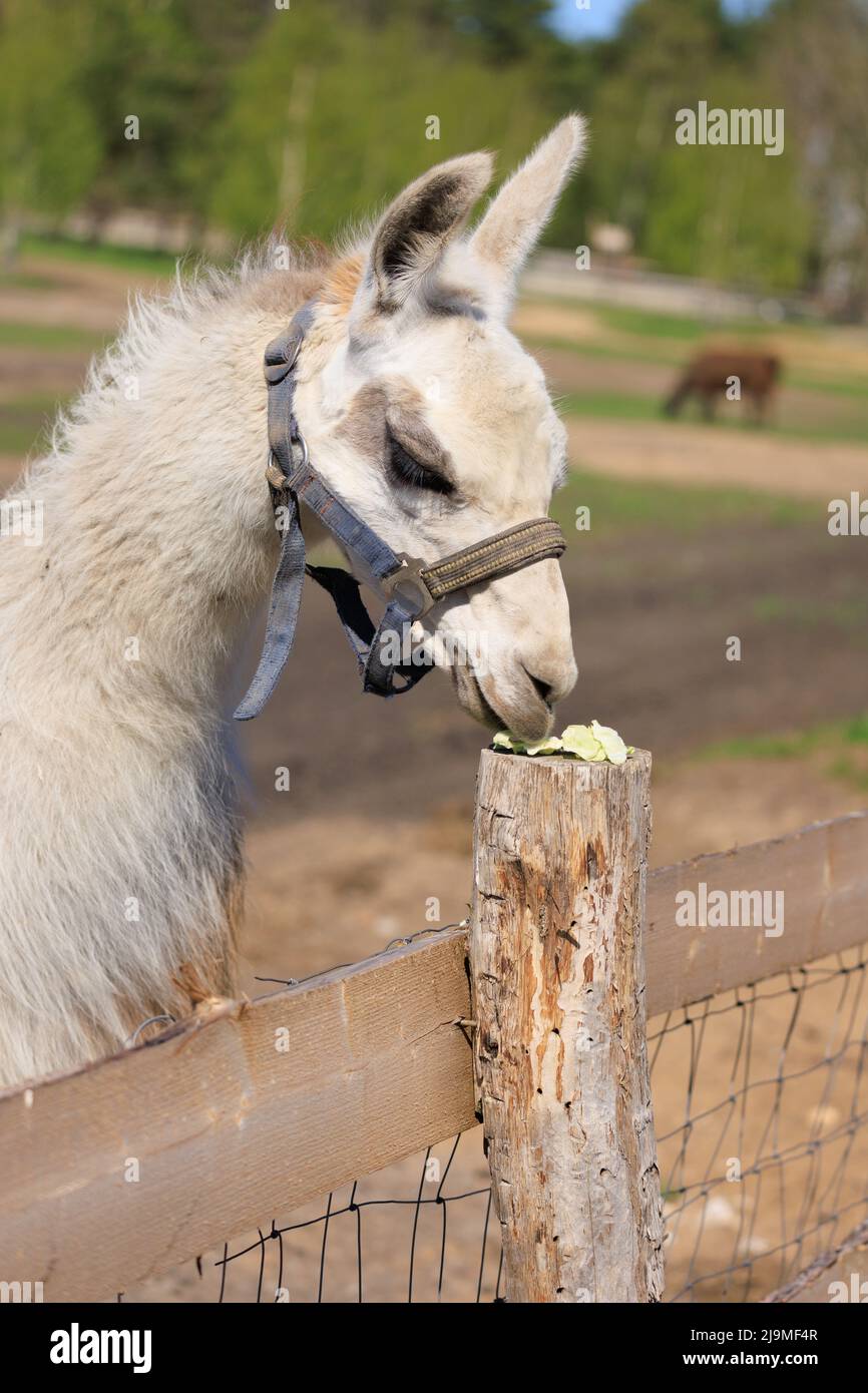 African lama hi-res stock photography and images - Alamy