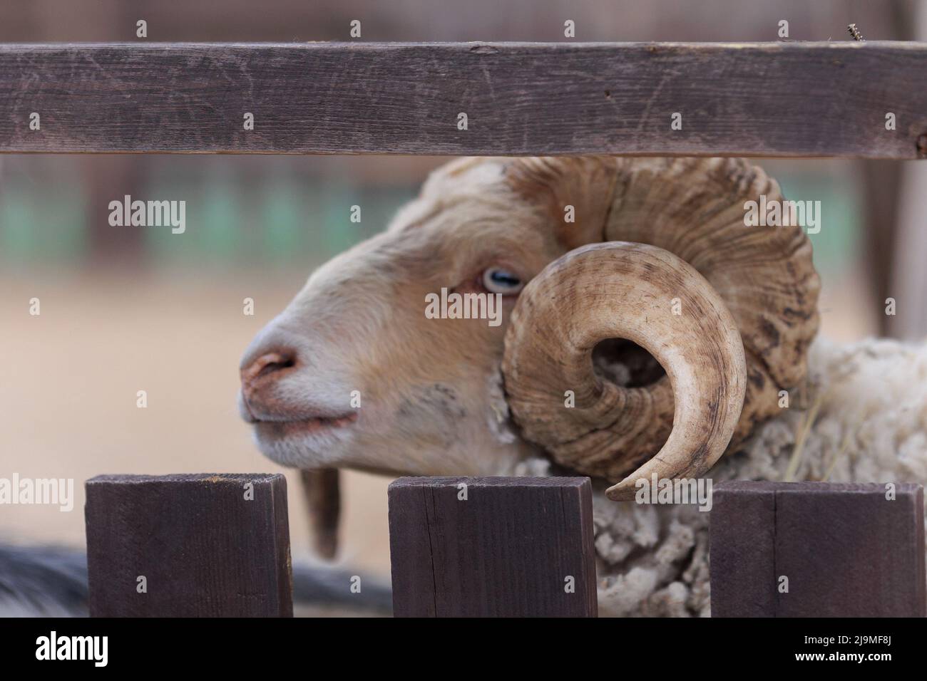 Ram and a horse goats hi-res stock photography and images - Alamy