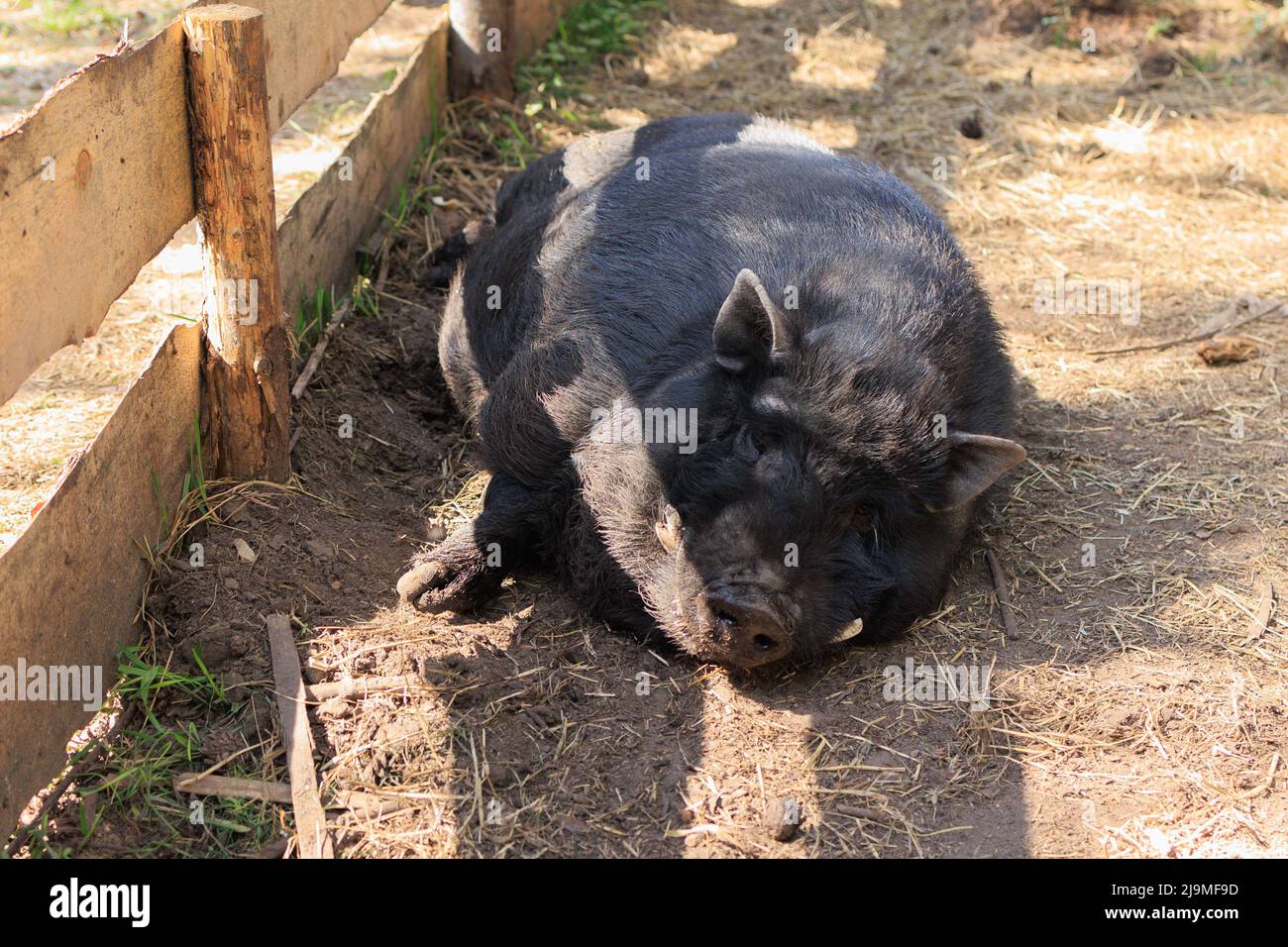 Big fat boar in forest hi-res stock photography and images - Alamy