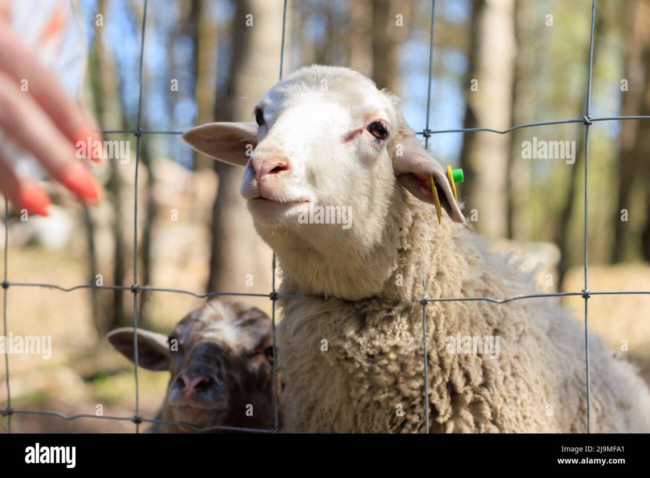 Ram and a horse goats hi-res stock photography and images - Alamy