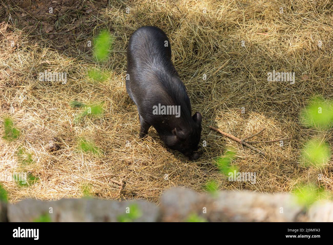 Big fat boar in forest hi-res stock photography and images - Alamy