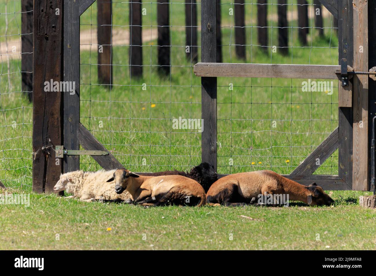 Rams, sheep and goats at the zoo on a summer day Stock Photo - Alamy