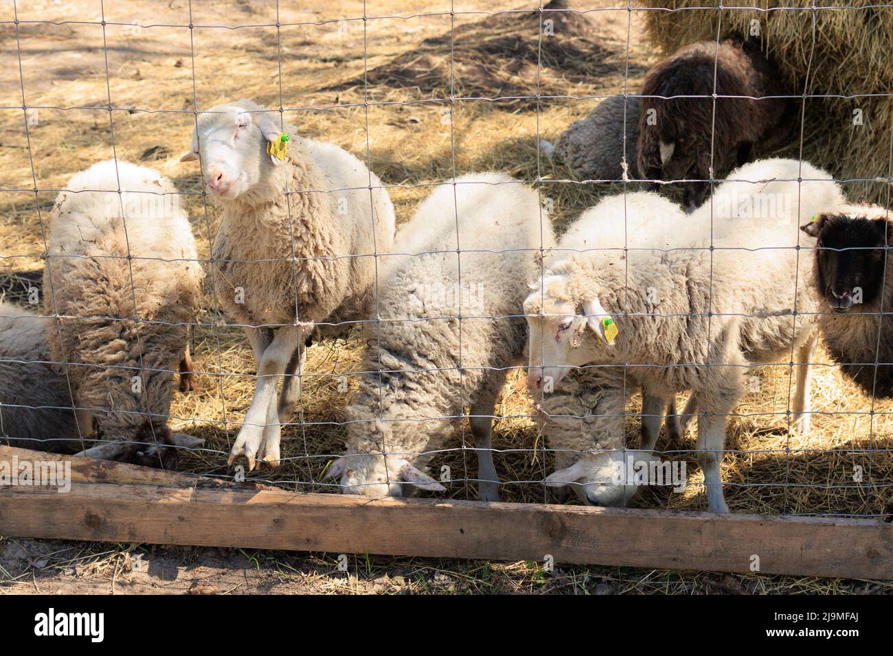Ram and a horse goats hi-res stock photography and images - Alamy