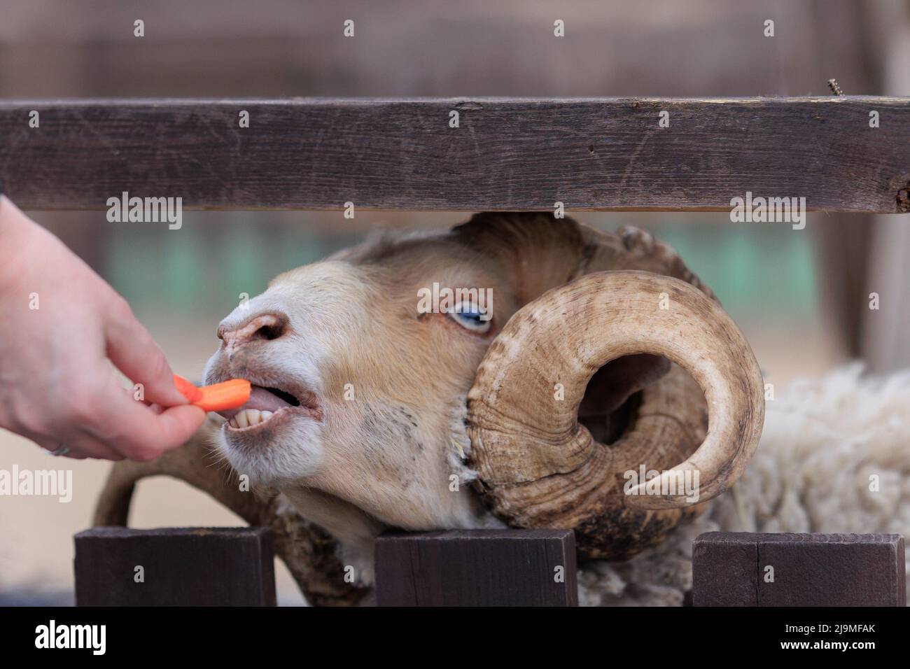 Rams, sheep and goats at the zoo on a summer day Stock Photo - Alamy
