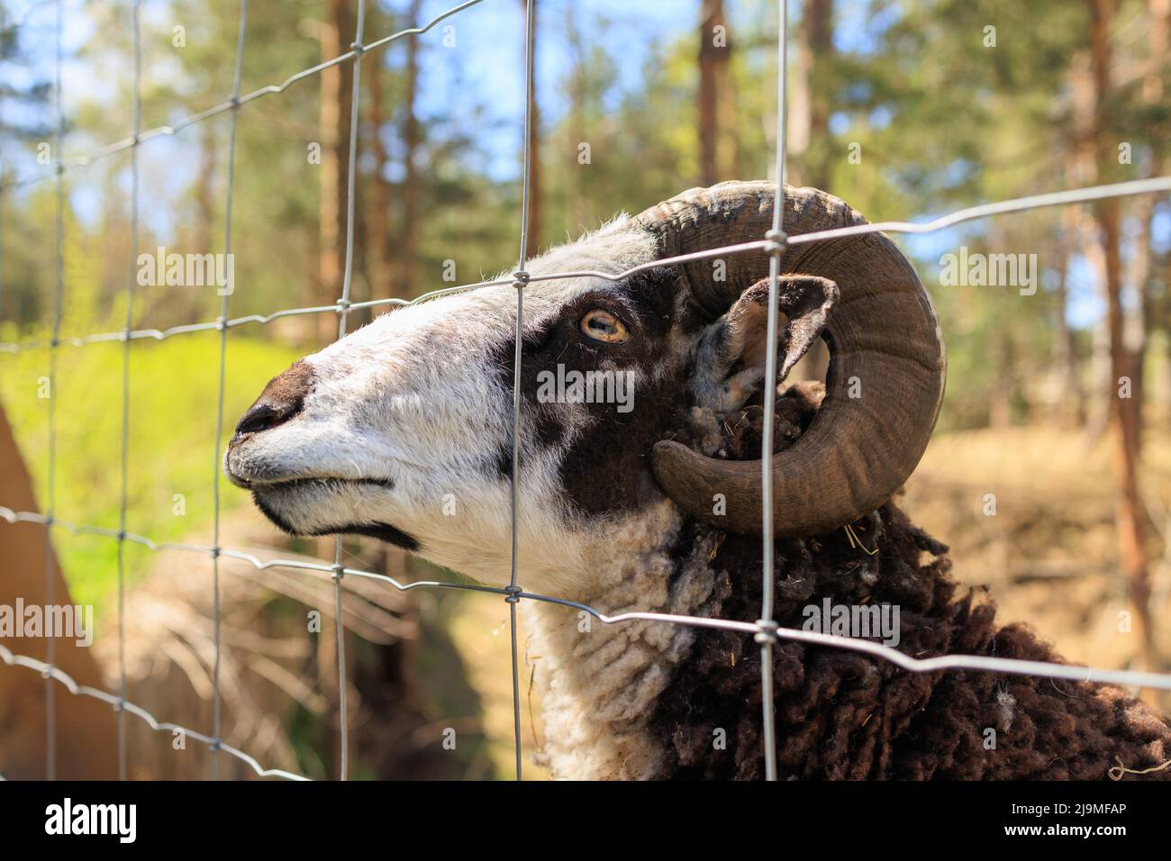 Ram and a horse goats hi-res stock photography and images - Alamy