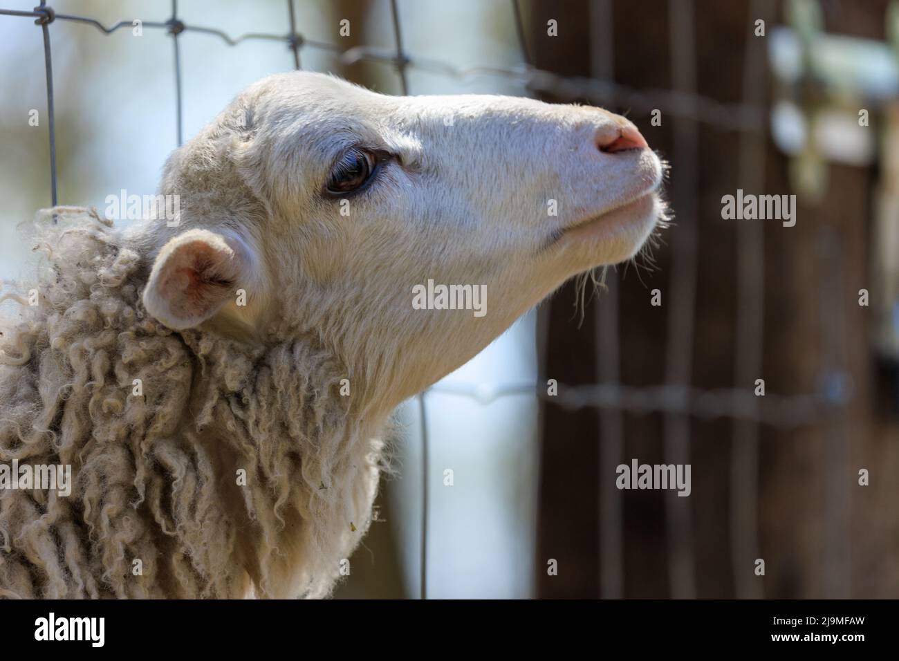 Rams, sheep and goats at the zoo on a summer day Stock Photo - Alamy