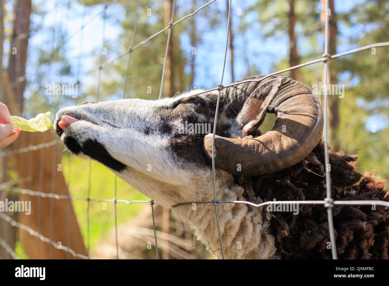 Ram and a horse goats hi-res stock photography and images - Alamy