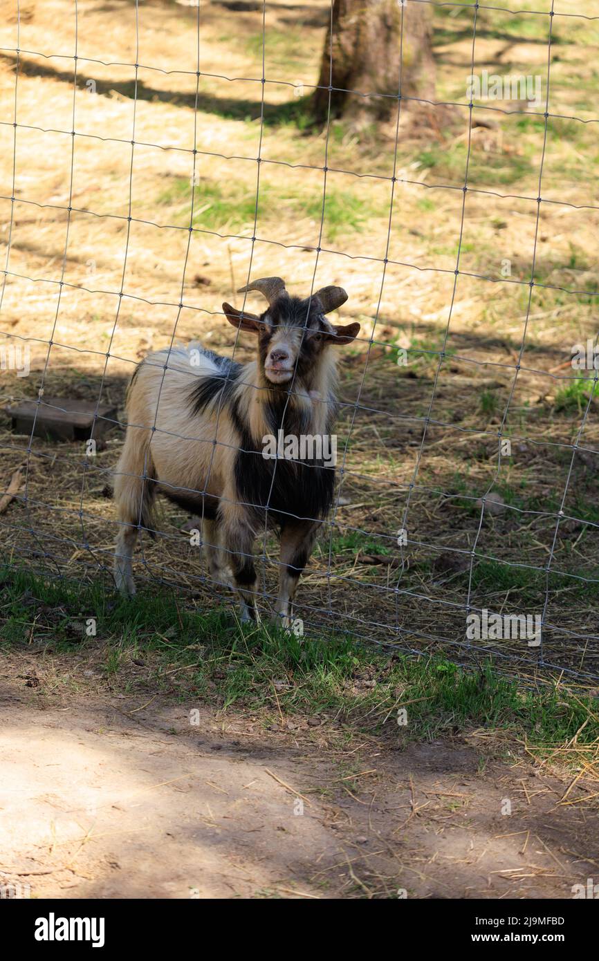 Ram and a horse goats hi-res stock photography and images - Alamy