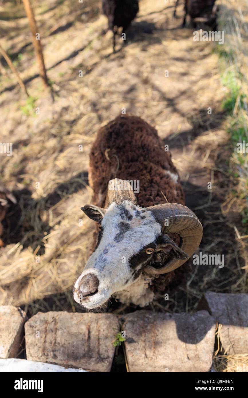 Rams, sheep and goats at the zoo on a summer day Stock Photo - Alamy