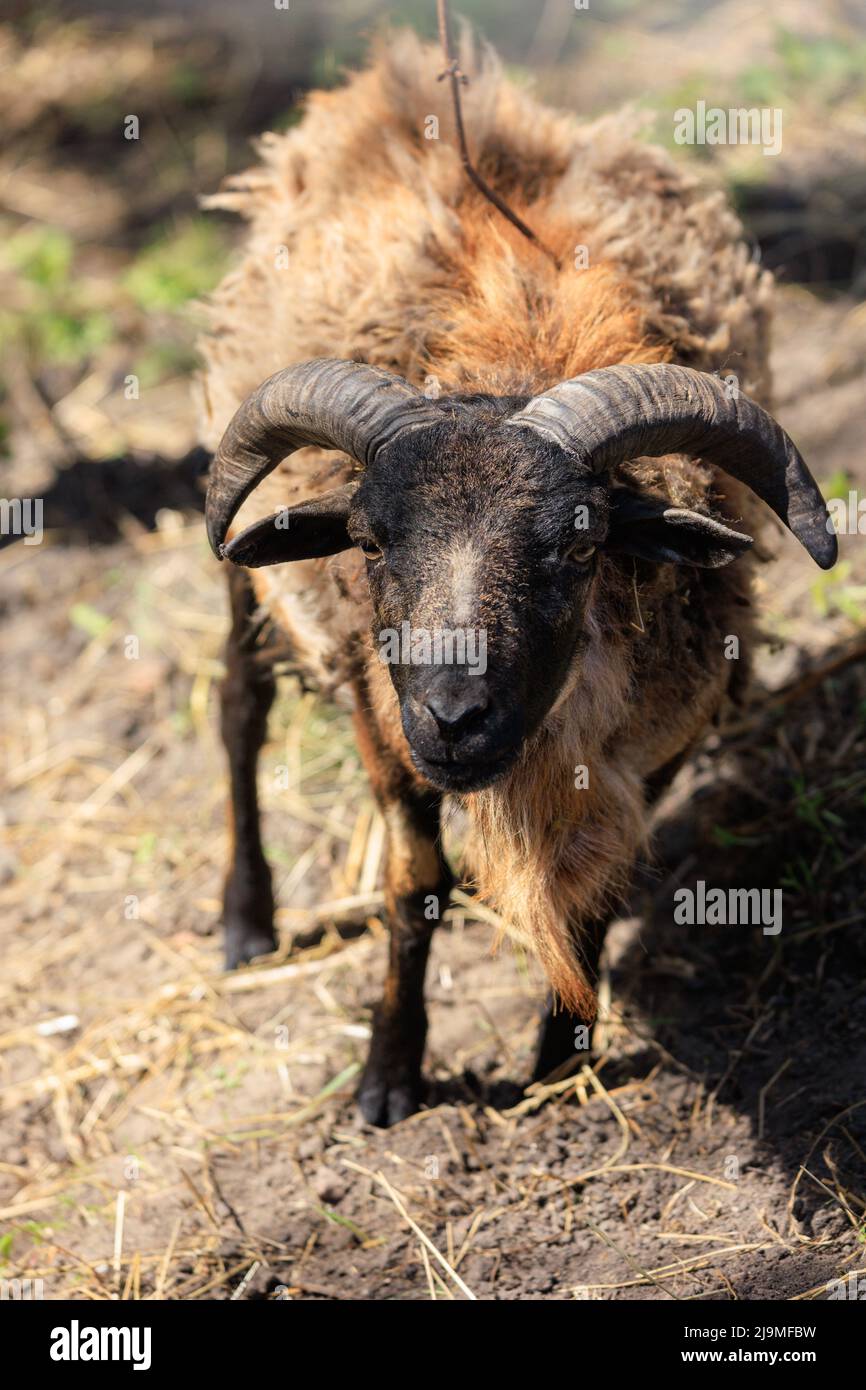 Ram and a horse goats hi-res stock photography and images - Alamy