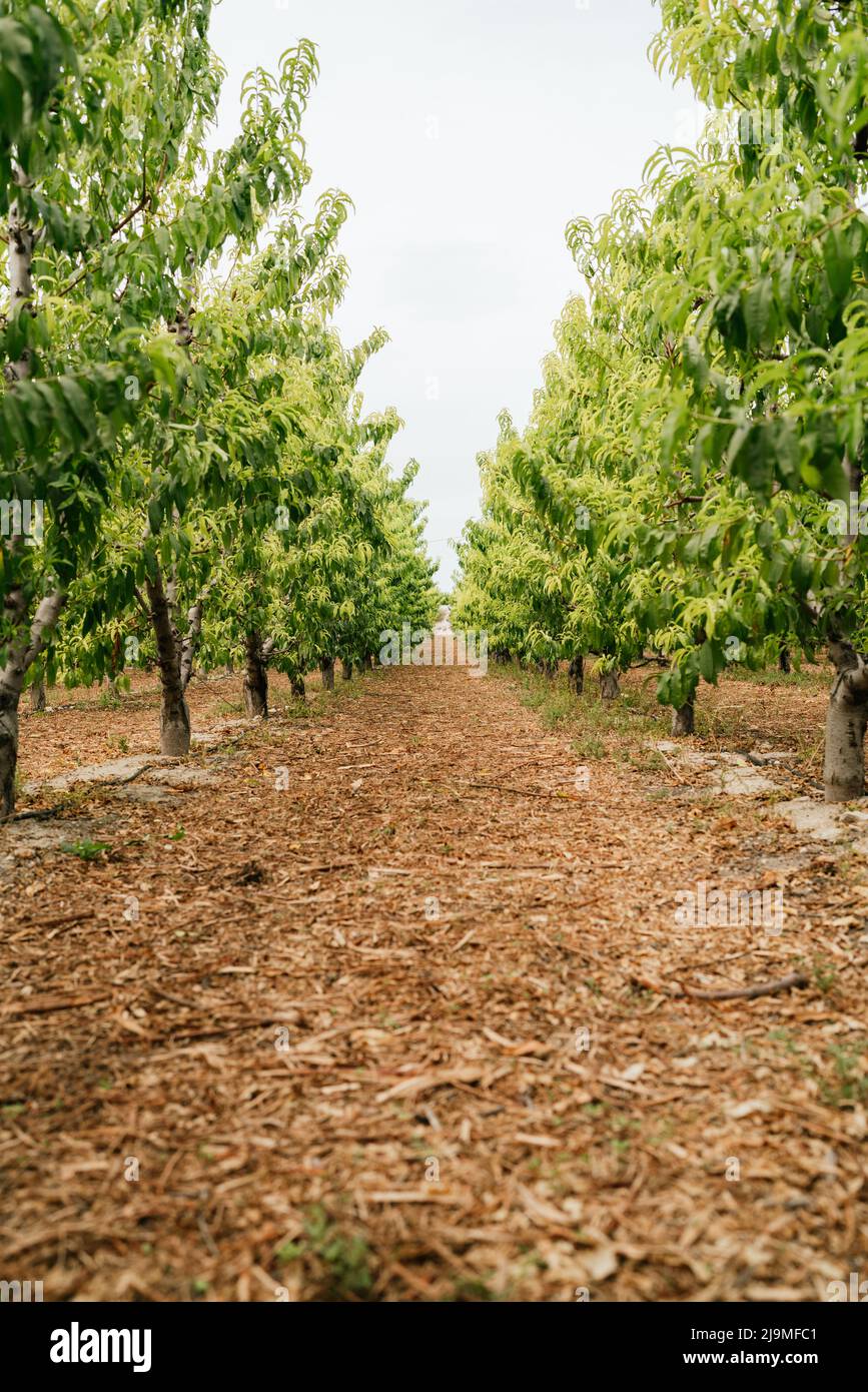 Ground level of path covered with dry leaves and trees going between ...