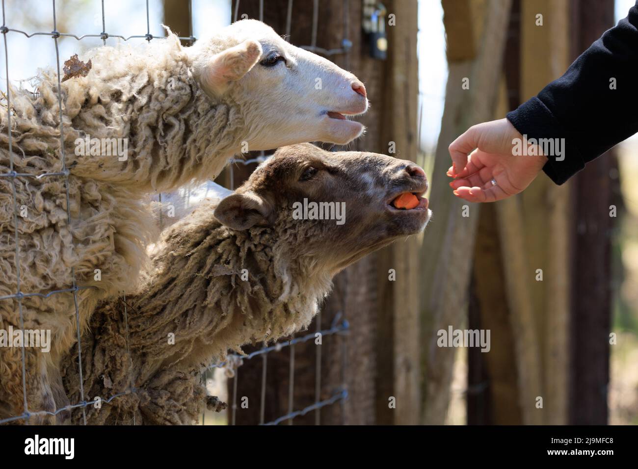 Rams, sheep and goats at the zoo on a summer day Stock Photo - Alamy