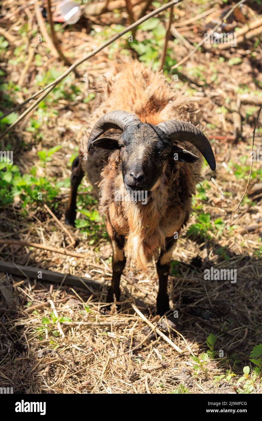 Ram and a horse goats hi-res stock photography and images - Alamy