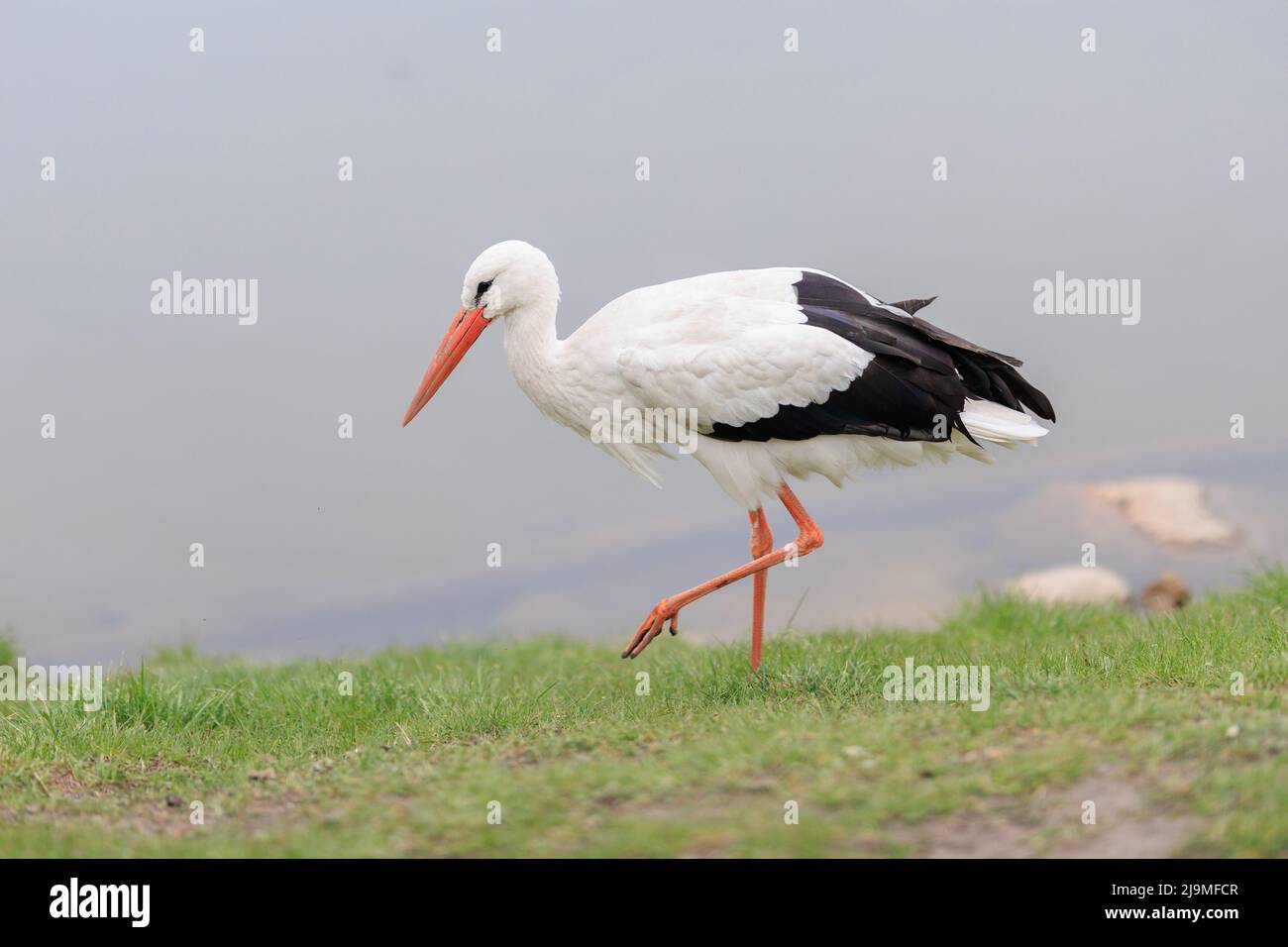 Stork in small pond hi-res stock photography and images - Alamy