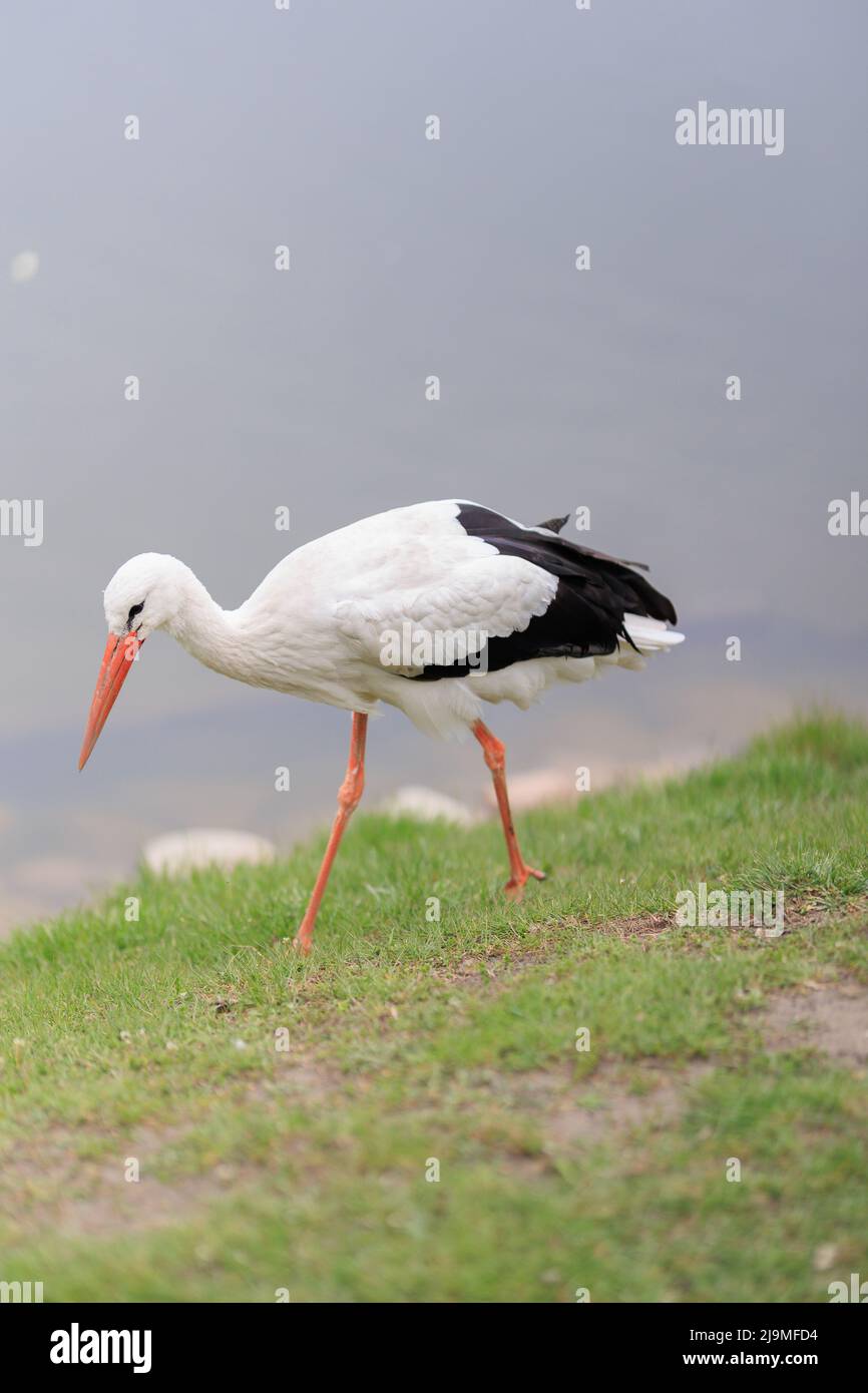 Stork bird near the lake on a summer day Stock Photo - Alamy