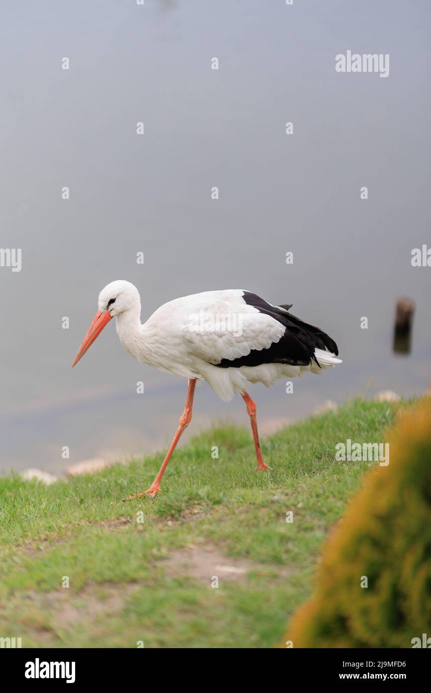 Stork bird near the lake on a summer day Stock Photo - Alamy