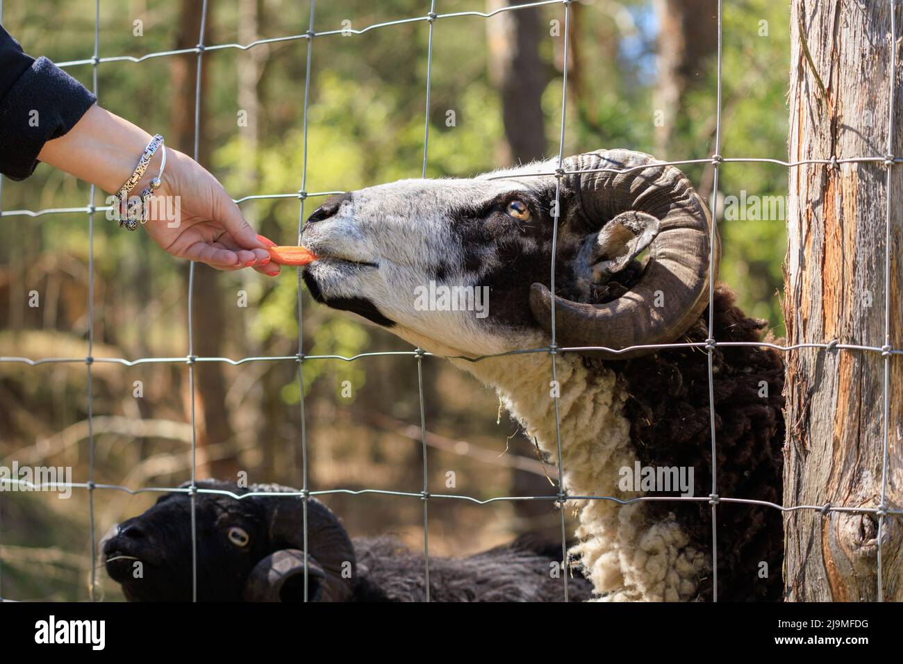 Ram and a horse goats hi-res stock photography and images - Alamy