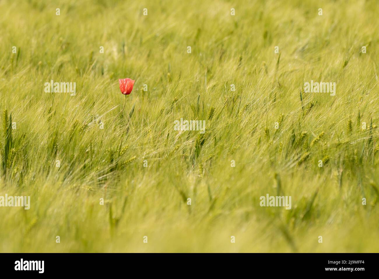 A red poppy flower is trying to stand out of the crowd in a field of ...