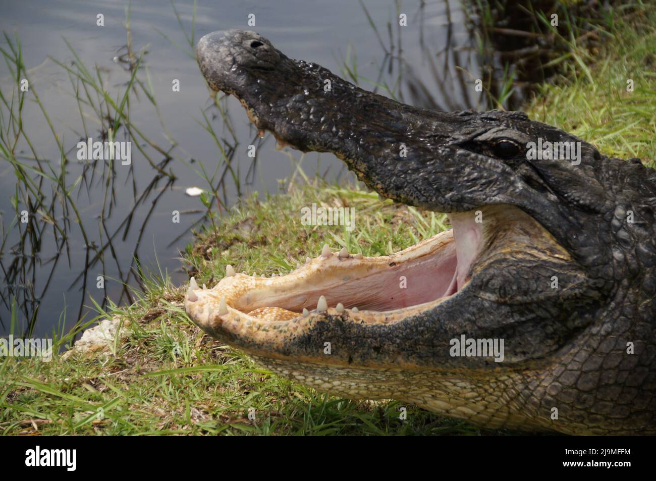 Das krokodil hi-res stock photography and images - Alamy