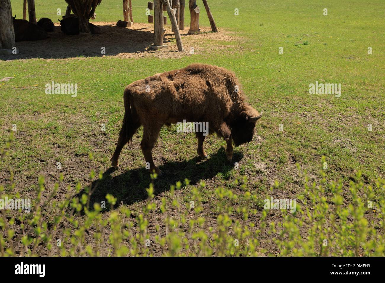 Russian bison hi-res stock photography and images - Alamy