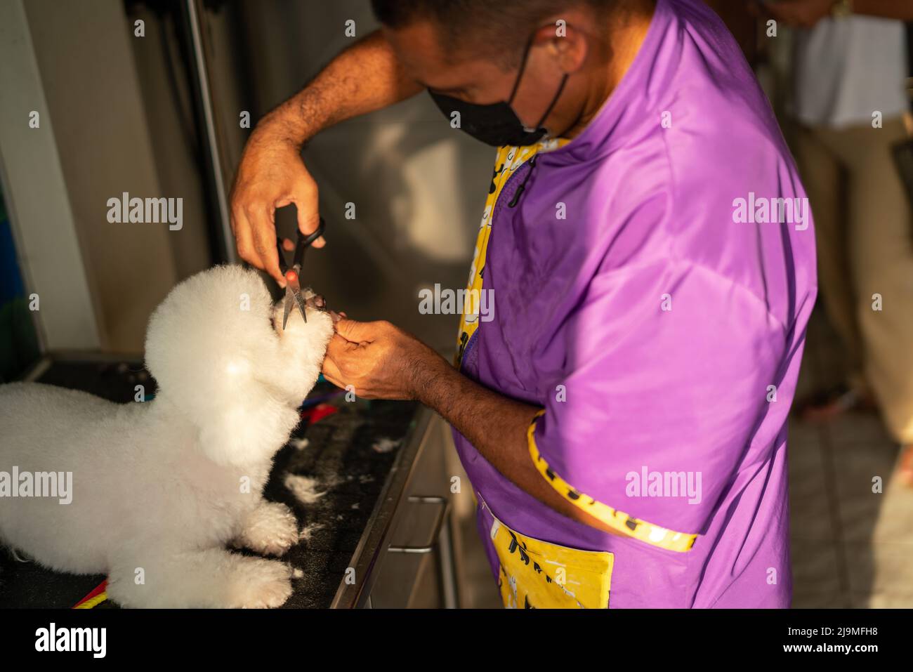 Hispanic man in face mask trimming fur on ears of Bichon Frise dog with ...