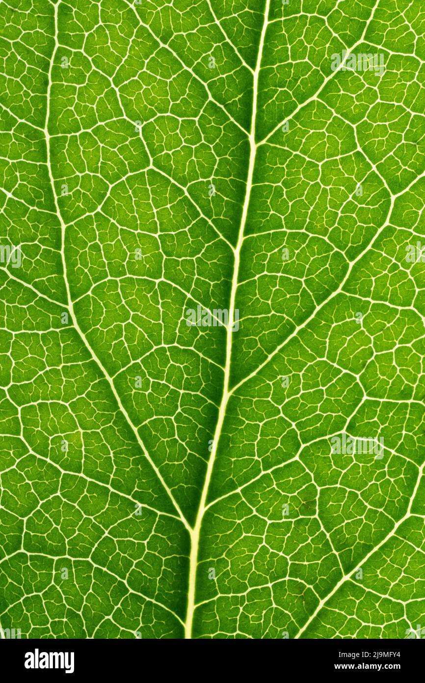 green leaf detailed texture super close up macro Stock Photo - Alamy