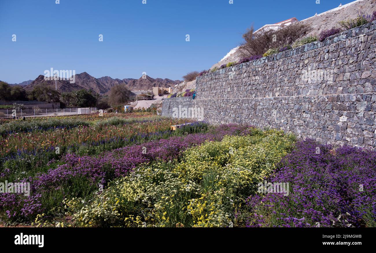Beautiful and colorful Flower Farm with variety of flowers in Ras Al ...