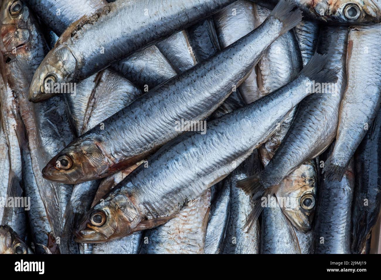 Sardines / pilchards - Sardina pilchardus. Home cooking / fishmongers ...