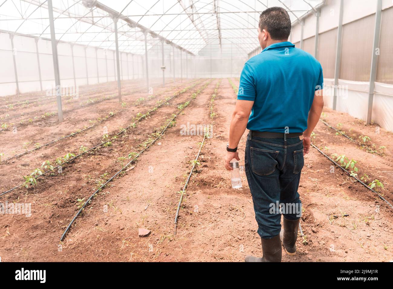 Latino farmer seen from behind in a controlled environment greenhouse ...