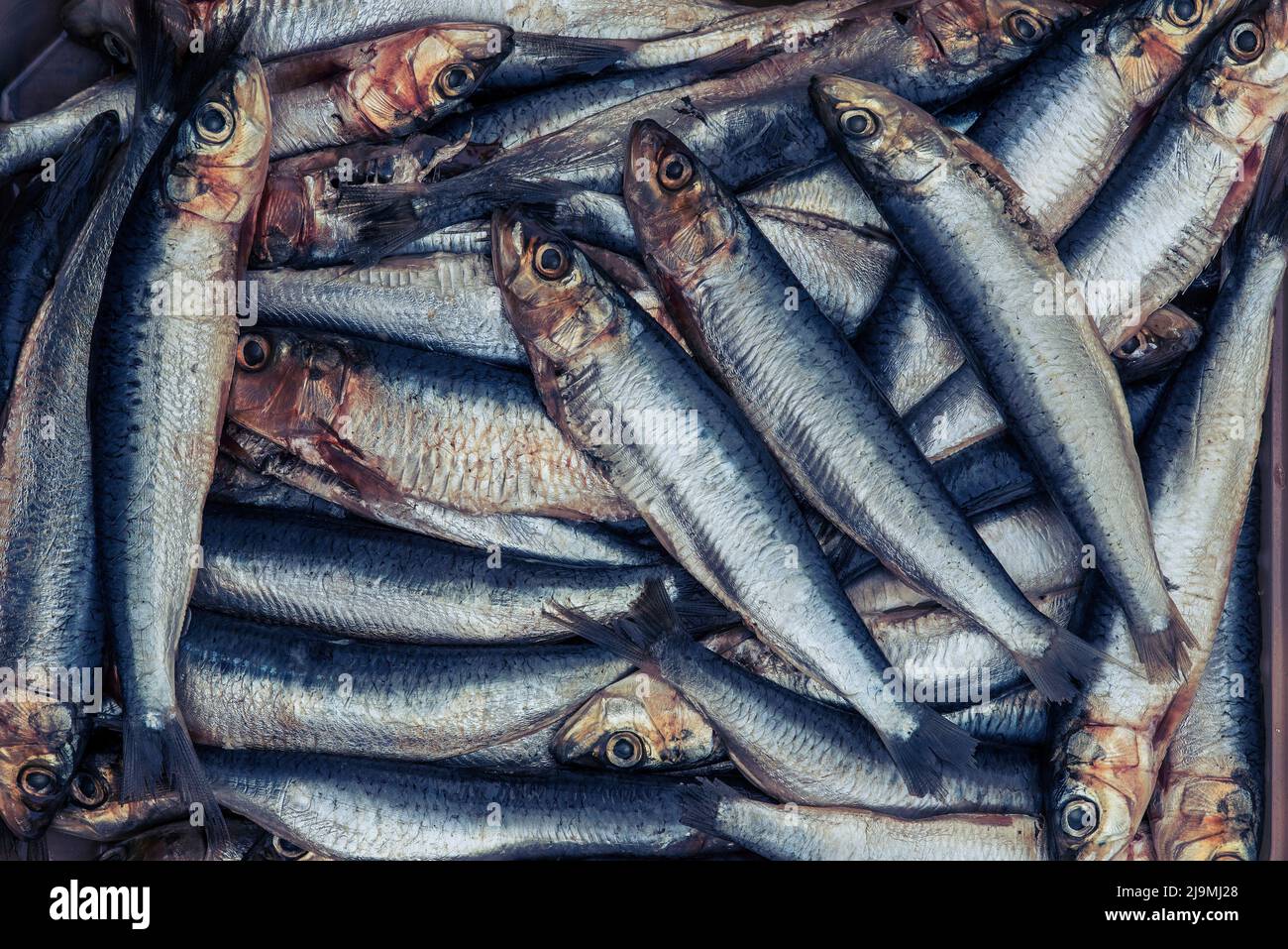 Sardines / pilchards - Sardina pilchardus. Home cooking / fishmongers ...