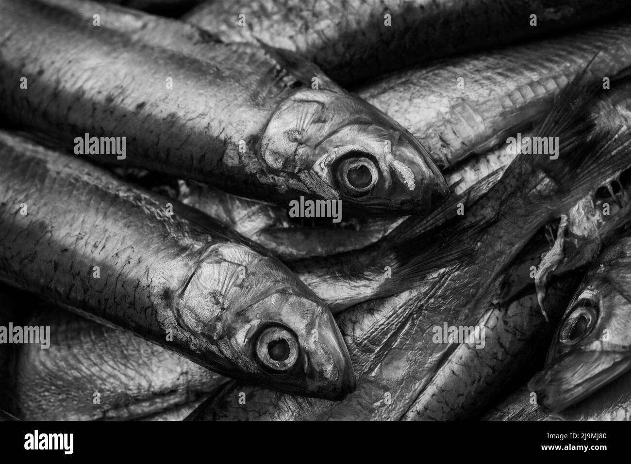 Black and white of Sardines / pilchards - Sardina pilchardus ...