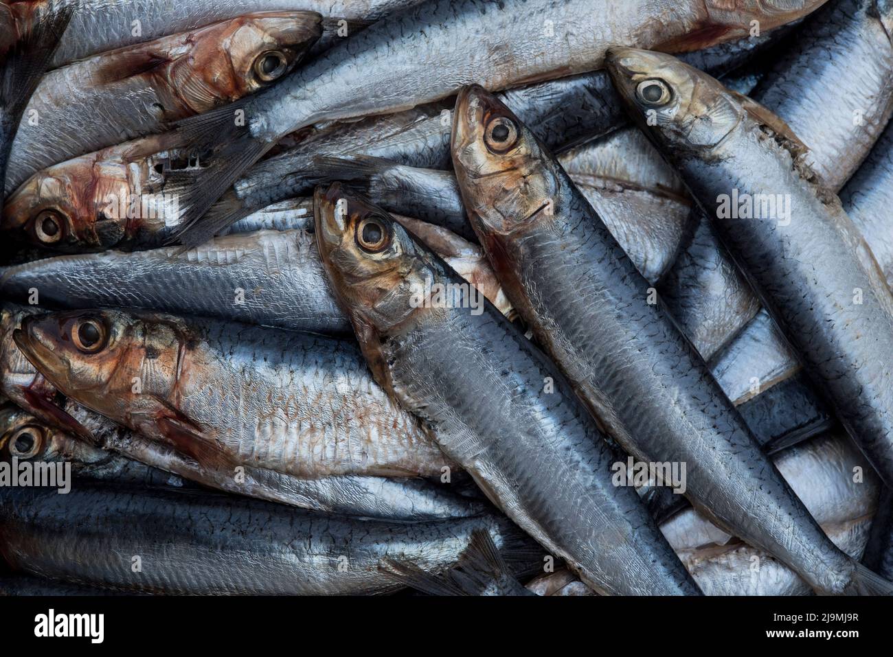 Fishery sustainability hi-res stock photography and images - Alamy