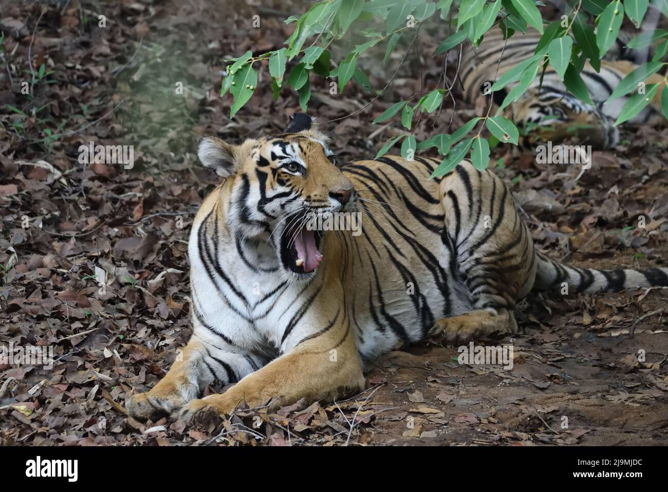 Female tigress hi-res stock photography and images - Alamy