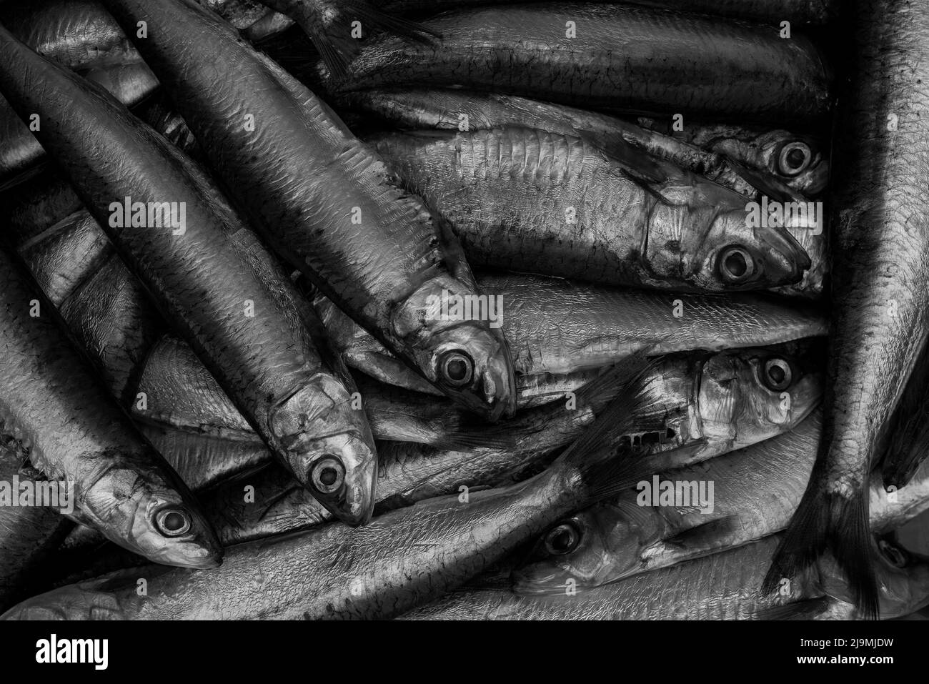 Black and white of Sardines / pilchards - Sardina pilchardus ...