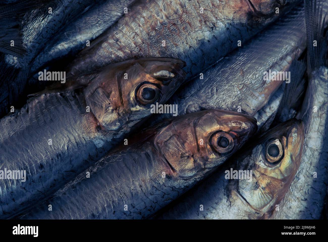 Sardines / pilchards - Sardina pilchardus. Home cooking / fishmongers ...
