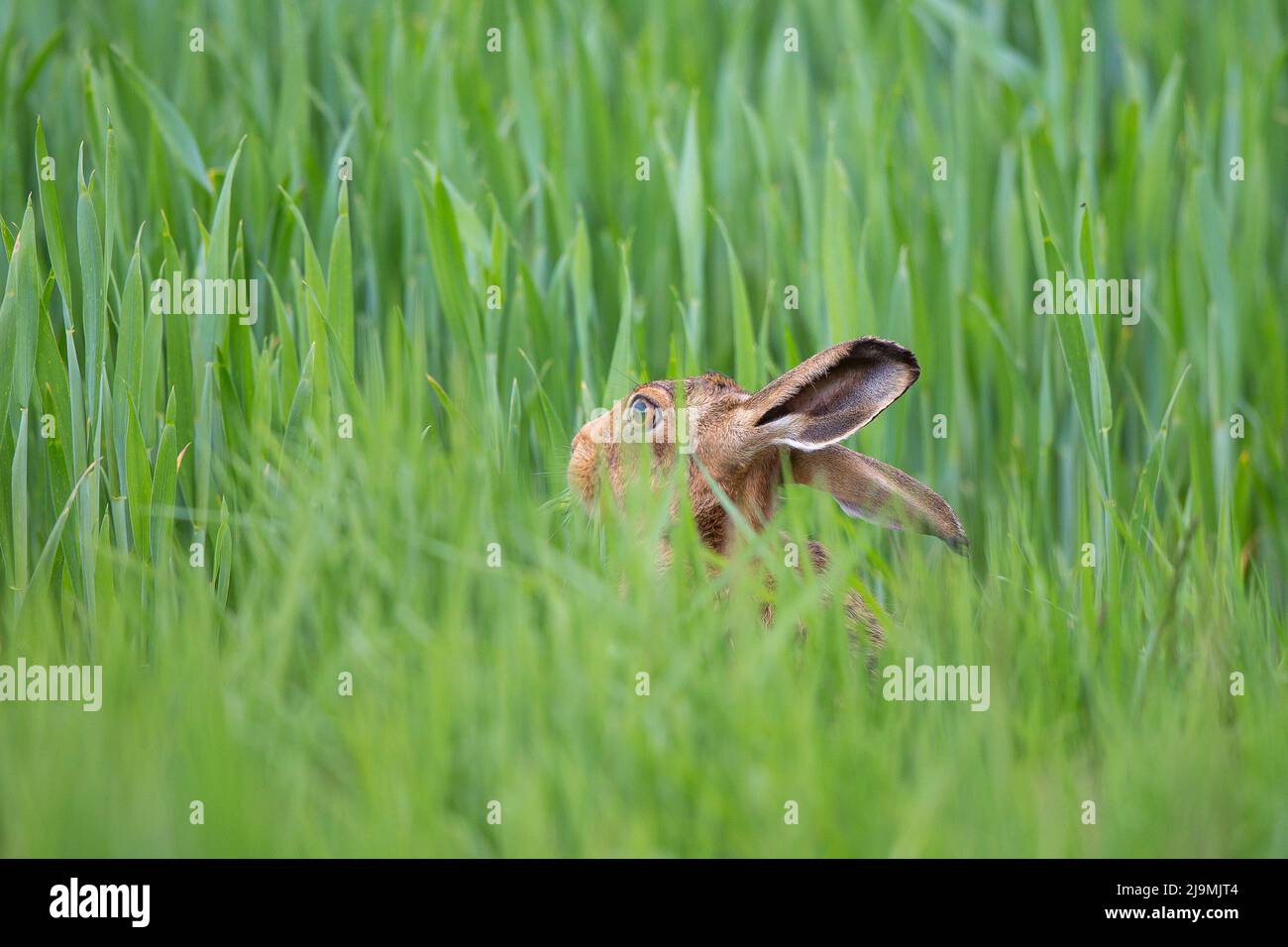 Close up brown hare lepus europaeus hi-res stock photography and images ...