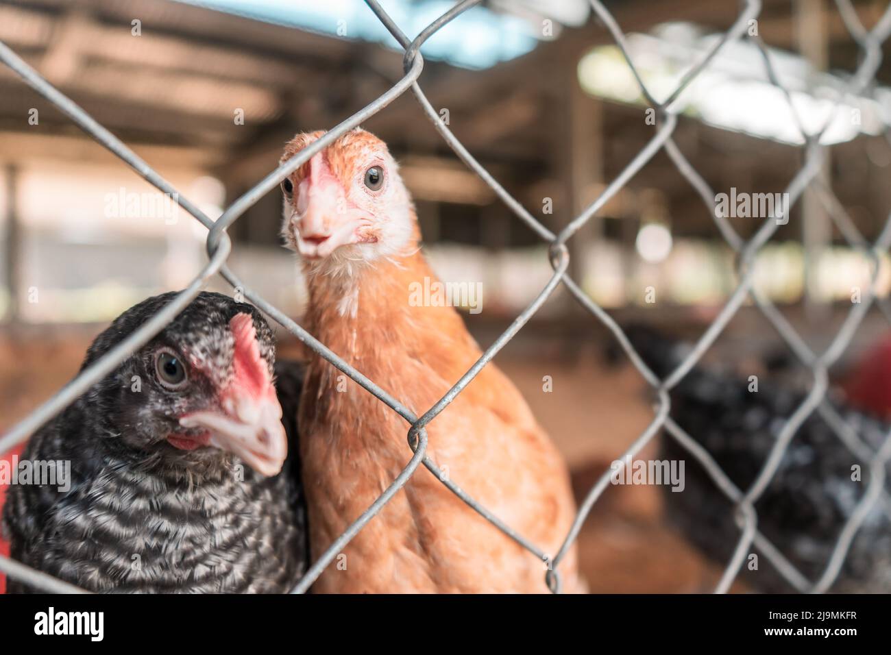 Two young Creole hens peering through a metal mesh in a chicken coop in ...