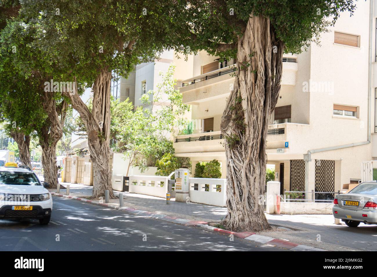 Tel-Aviv, israel-May 8, 2022. Large ficus or banyan trees with twisted ...