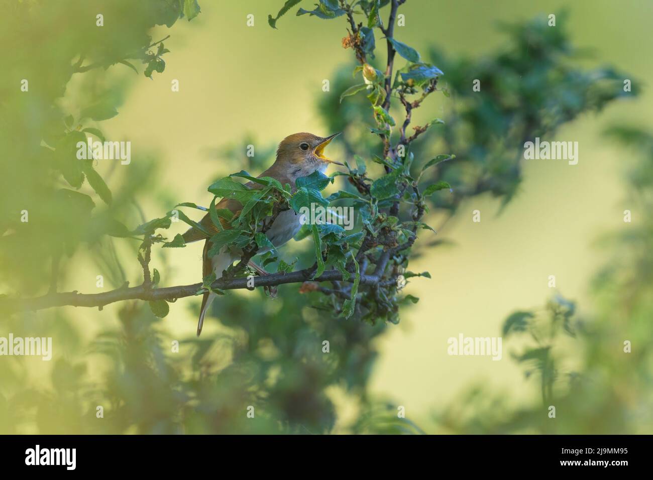 A common nightingale sitting in a bush, singing, sunny morning in ...