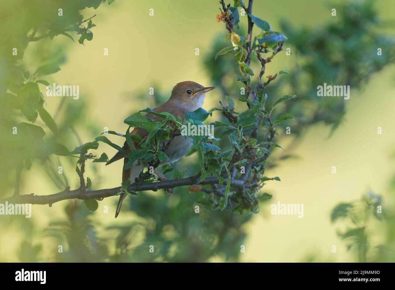 A common nightingale sitting in a bush, sunny morning in springtime ...