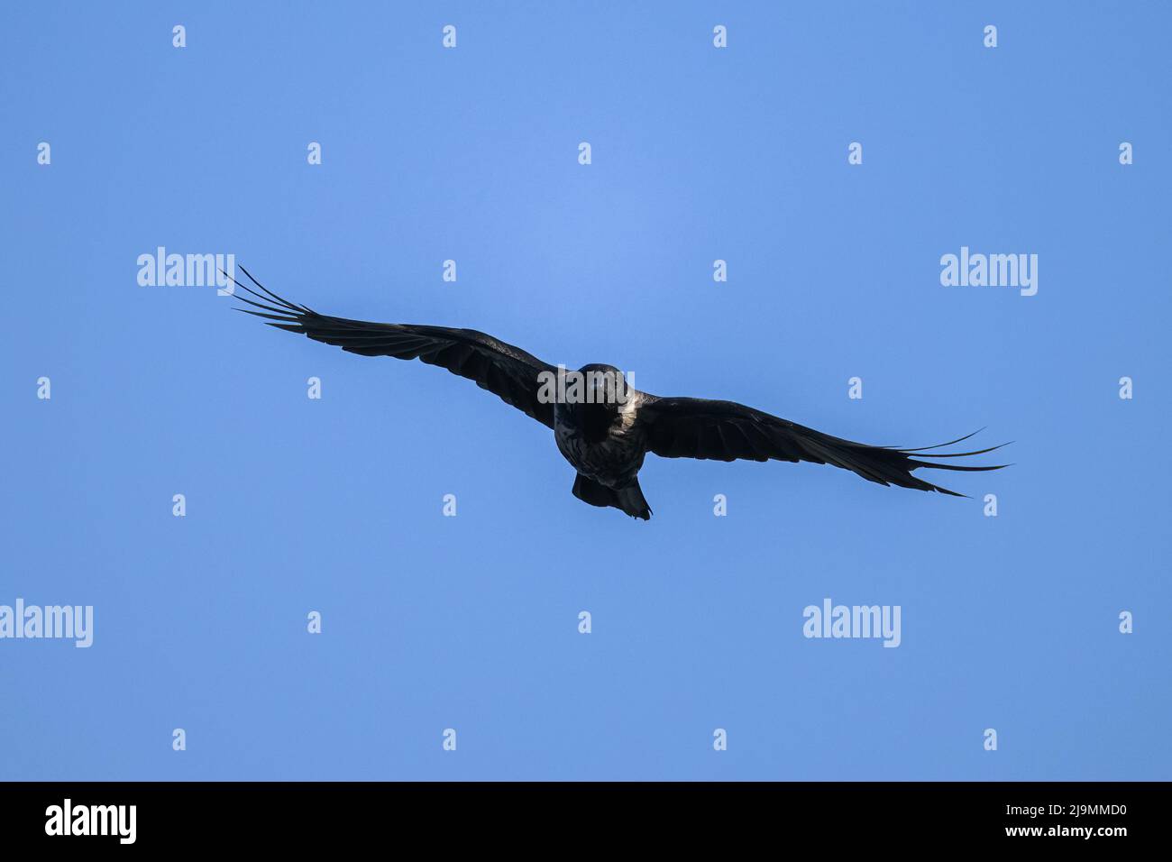 A carrion crow in flight blue sky, sunny day in springtime, Vienna ...