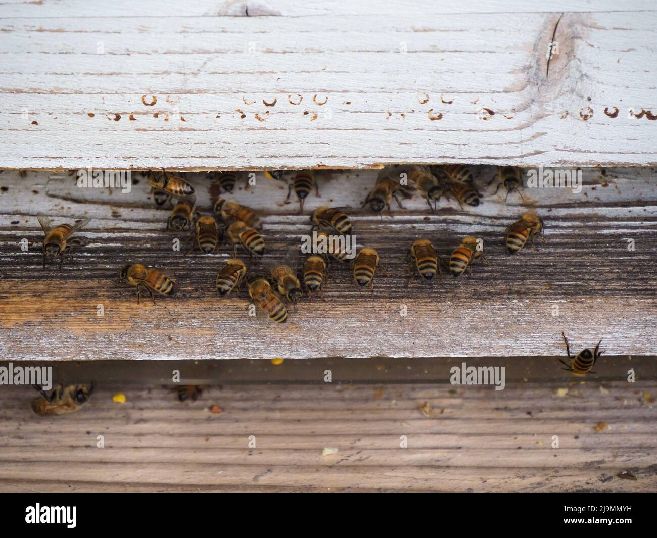 bees working and producing honey in a hive in a organic flower fields ...