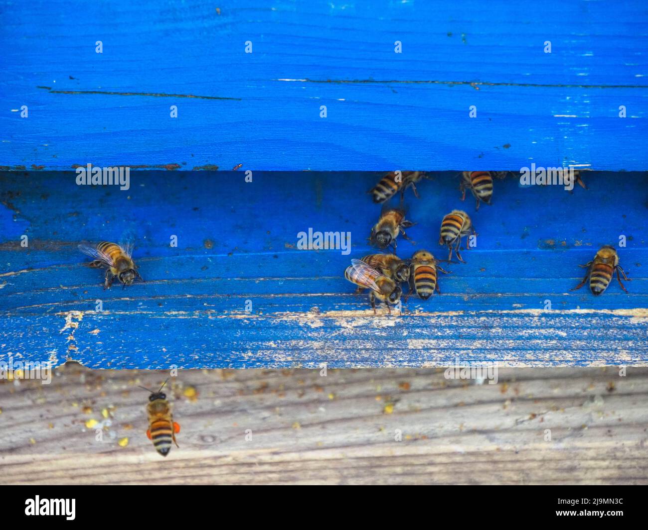 bees working and producing honey in a hive in a organic flower fields ...